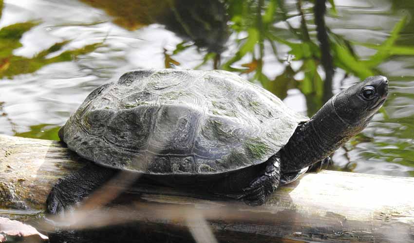 Chinese pond turtle facts, distribution & population | BioDB