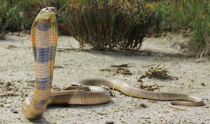 Naja - True cobras: facts, distribution & population | BioDB