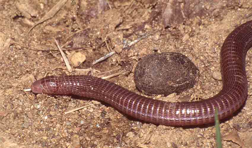 Iberian worm lizard facts, distribution & population | BioDB