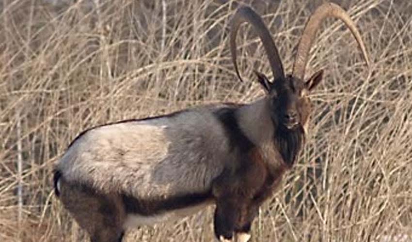 Capra - Goats & ibexes: facts, distribution & population | BioDB