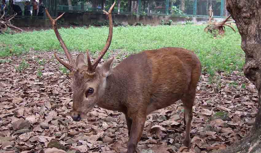 axis deer facts