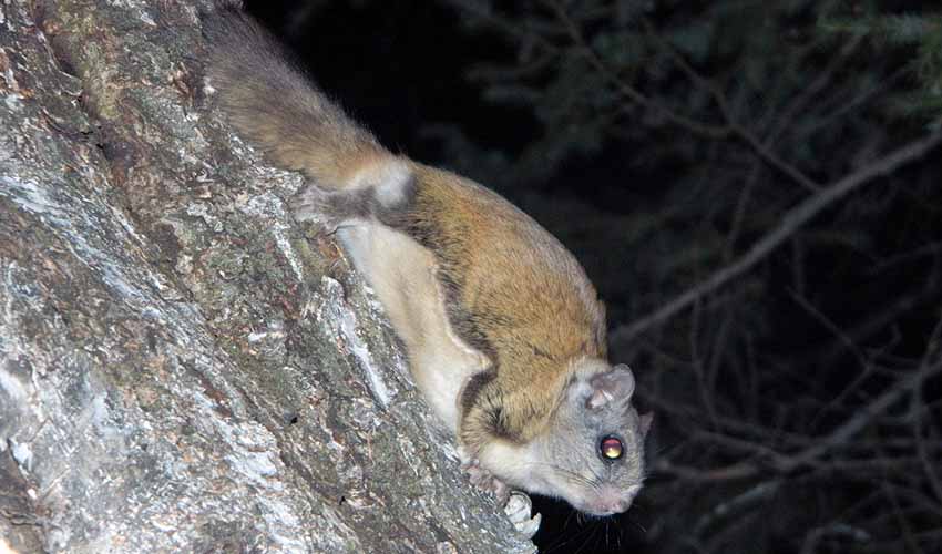 Northern flying squirrel facts, distribution & population | BioDB