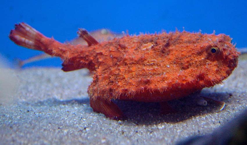 Ogcocephalidae - Batfishes: facts, distribution & population | BioDB