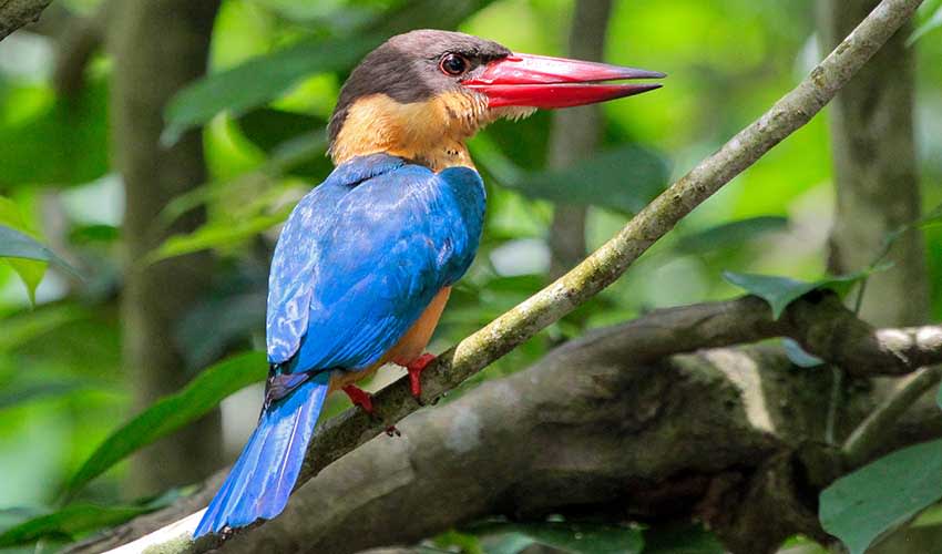 Stork-billed kingfisher facts, distribution & population | BioDB