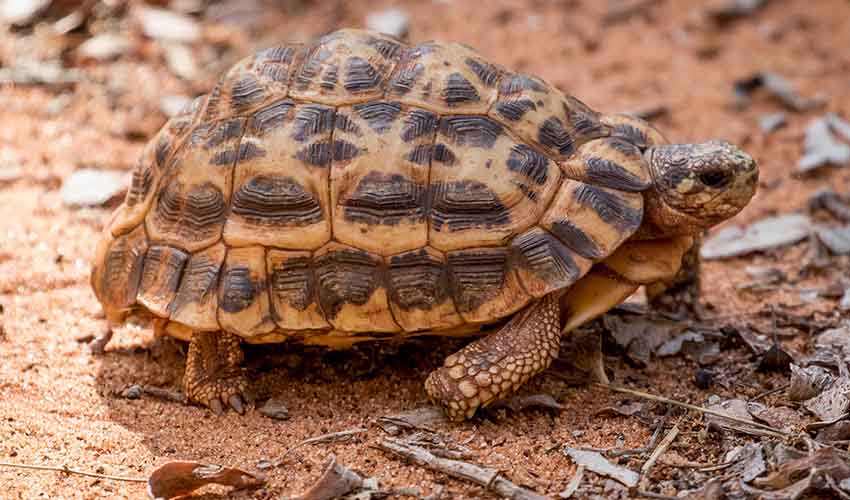 Testudinidae – Tortoises (terrestrial): facts, distribution ...