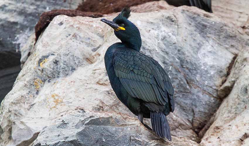 European shag facts, distribution & population | BioDB