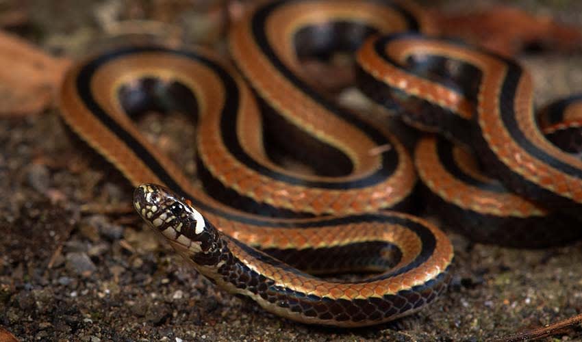 Elapidae – Elapids: facts, distribution & population | BioDB