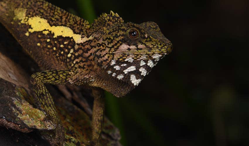 Agamidae – Agamas: facts, distribution & population | BioDB