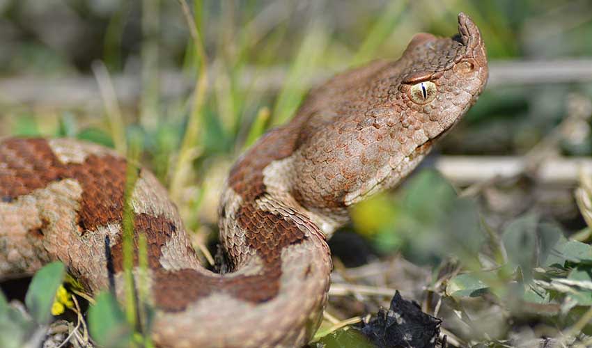 Nose-horned viper facts, distribution & population | BioDB