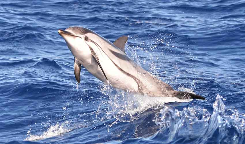 Striped dolphin facts, distribution & population | BioDB