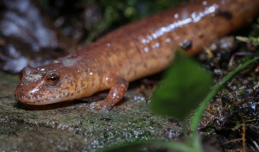 Plethodontidae – Lungless salamanders: facts, distribution & population ...
