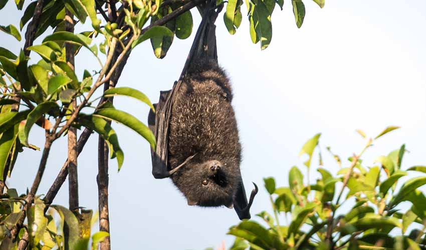Pteropus - Flying foxes: facts, distribution & population | BioDB