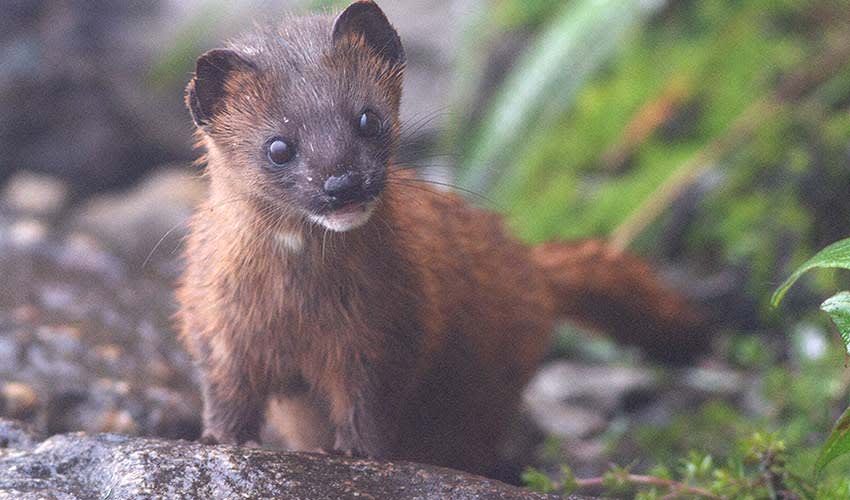 Mustela - Weasels: facts, distribution & population | BioDB