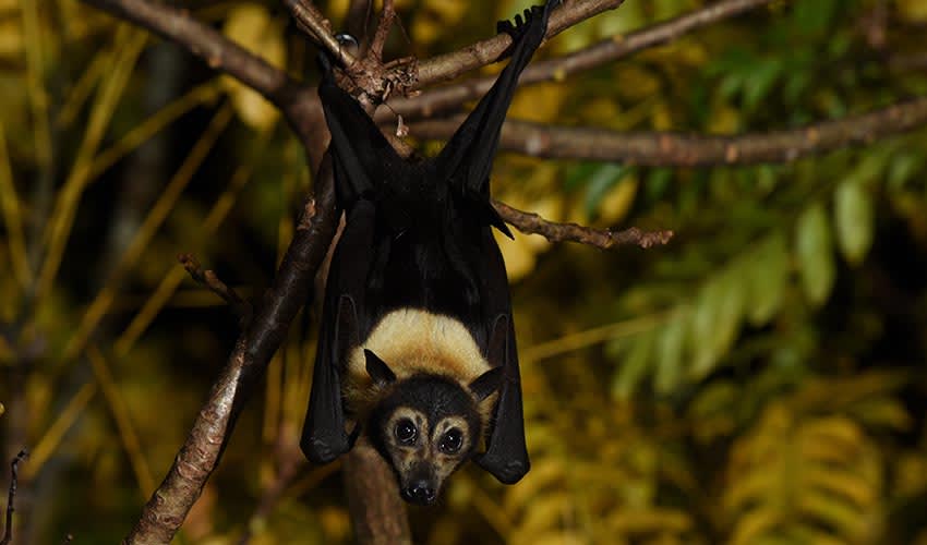 Pteropus - Flying foxes: facts, distribution & population | BioDB
