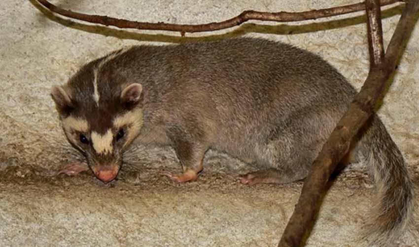 Mustelidae - Mustelids: facts, distribution & population | BioDB