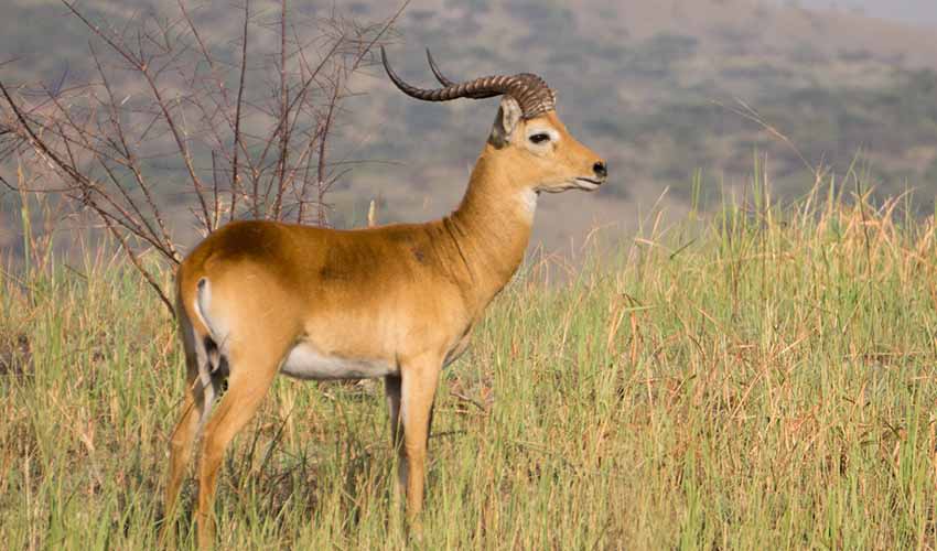 Kob facts, distribution & population | BioDB