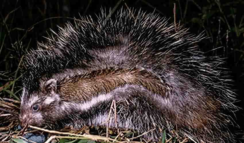 Maned rat facts, distribution & population | BioDB