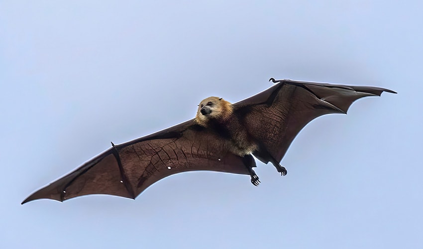 Pteropus - Flying foxes: facts, distribution & population | BioDB