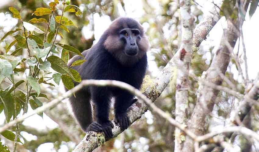 Tonkean macaque facts, distribution & population | BioDB