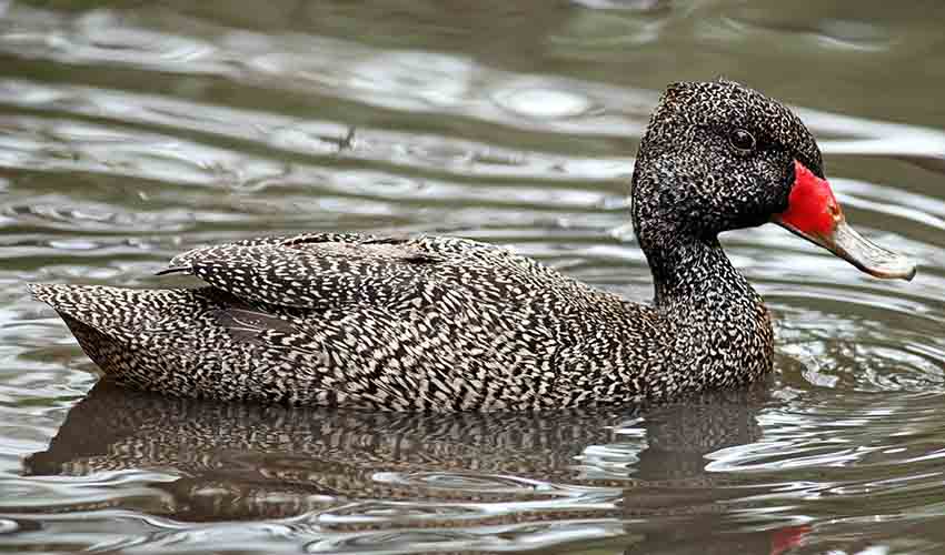 Freckled duck facts, distribution & population | BioDB