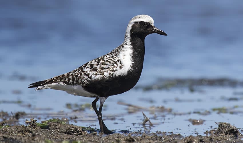 Grey plover facts, distribution & population | BioDB