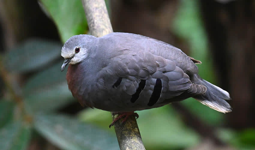 Columbidae - Pigeons & doves: facts, distribution & population | BioDB