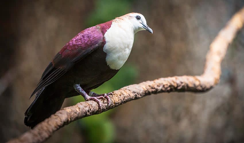 Columbidae - Pigeons & doves: facts, distribution & population | BioDB