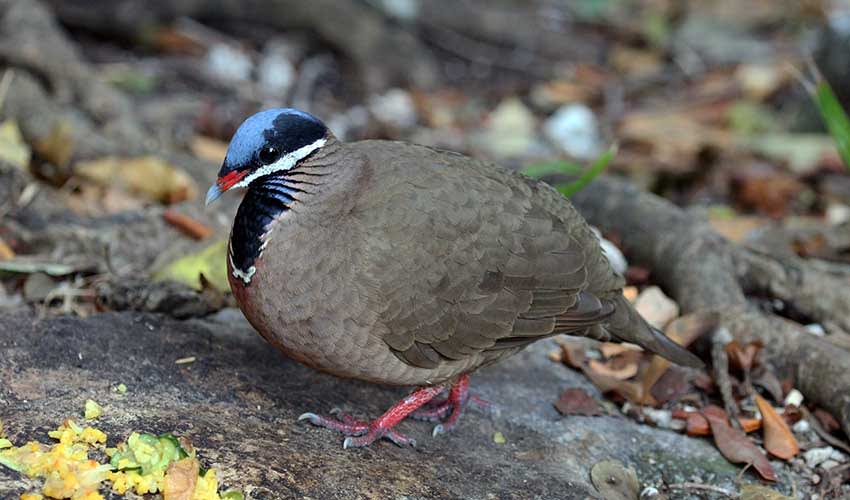 Columbidae - Pigeons & doves: facts, distribution & population | BioDB