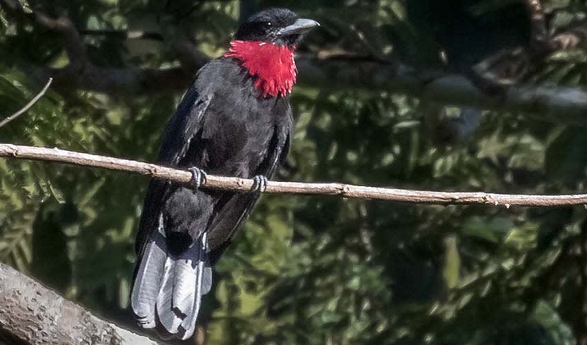 Purple-throated fruitcrow facts, distribution & population | BioDB