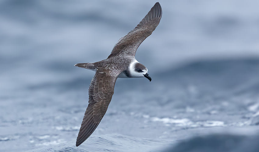 White-necked petrel facts, distribution & population | BioDB