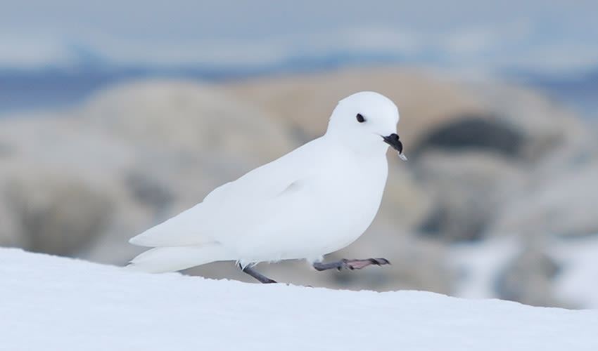 Snow petrel facts, distribution & population | BioDB