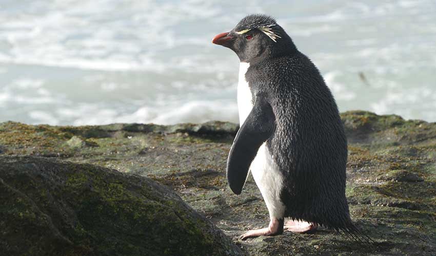 Western rockhopper penguin facts, distribution & population | BioDB