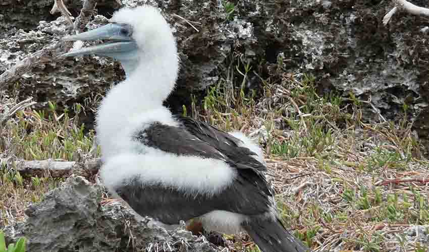 Papasula - Abbott's booby: facts, distribution & population | BioDB