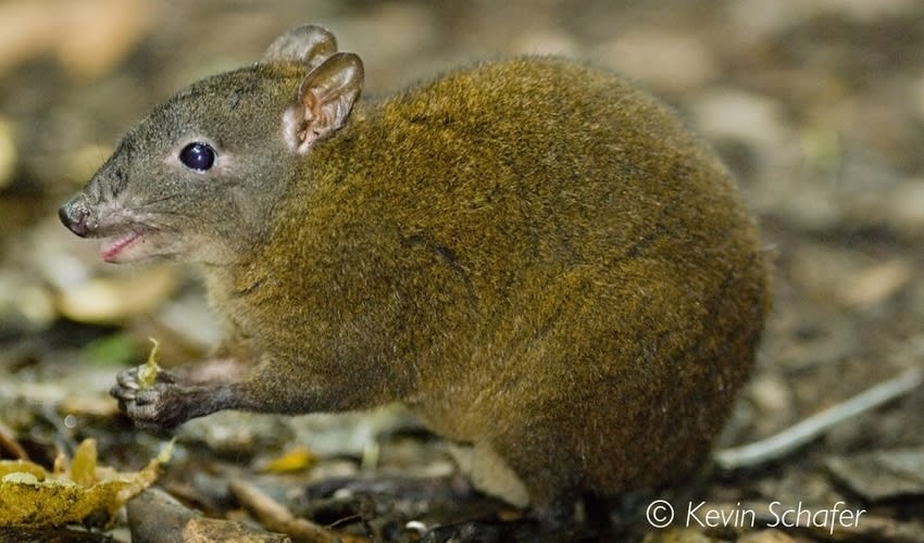 Diprotodontia – Diprotodonts: facts, distribution & population | BioDB
