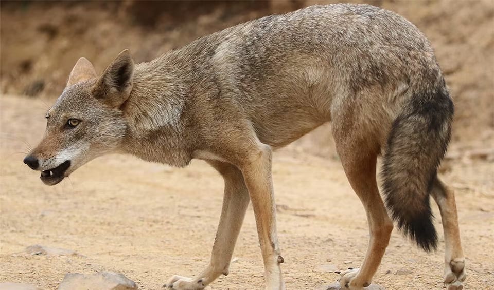 Canis - Wolves & dogs: facts, distribution & population | BioDB