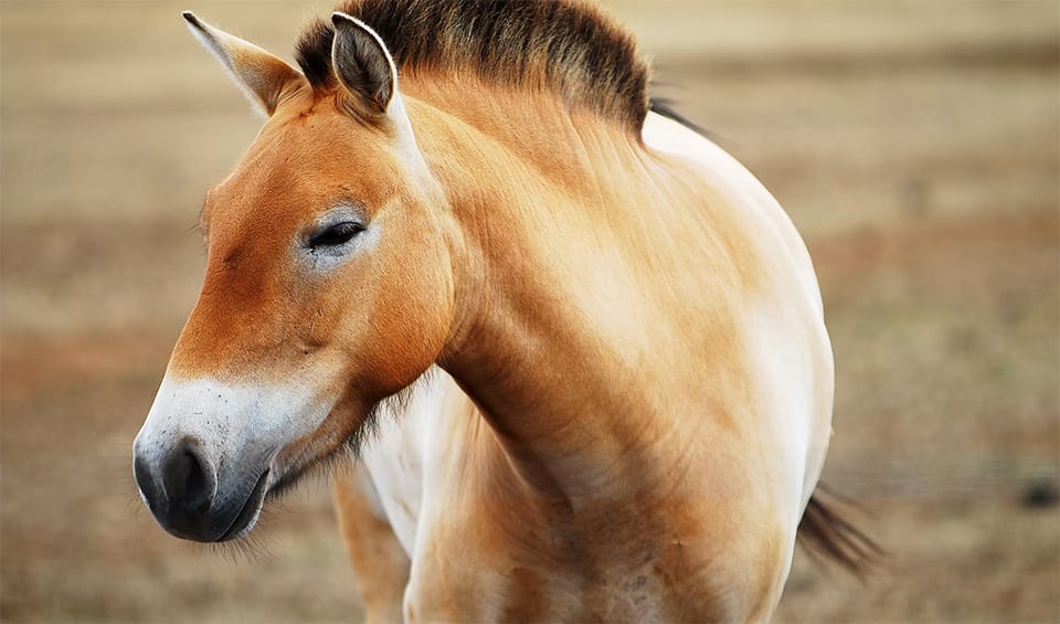 Equus - Horses: facts, distribution & population | BioDB