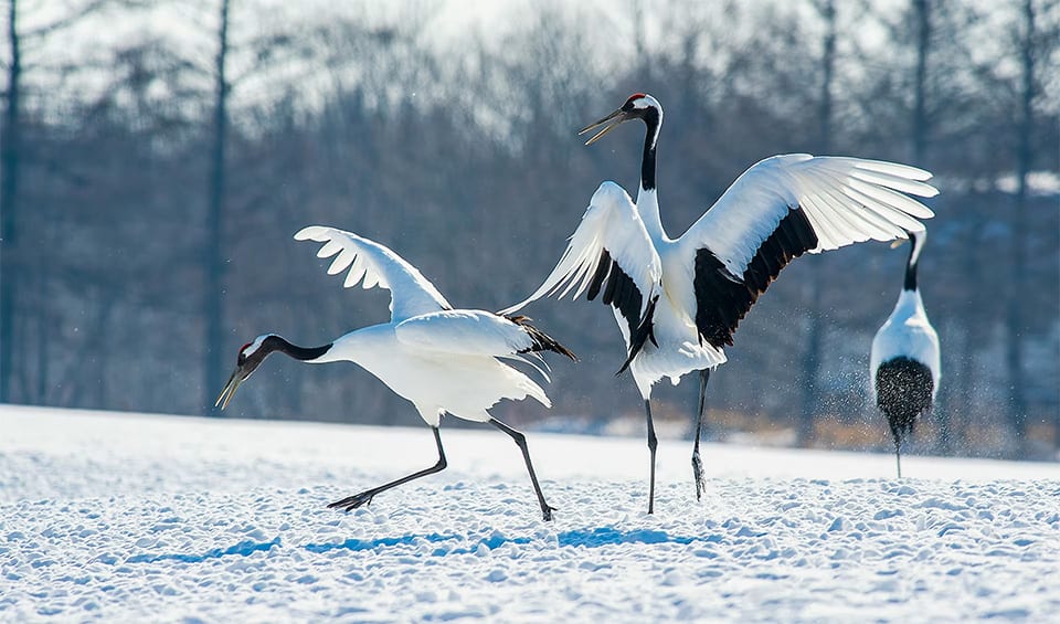 Japan Biodiversity and Nature Conservation | BioDB