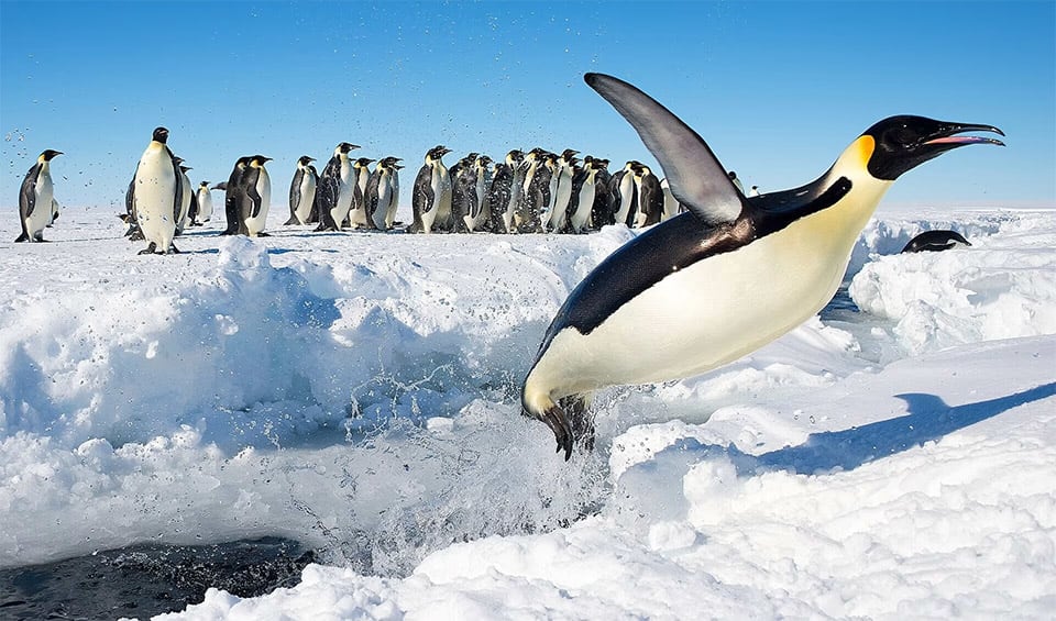 Aptenodytes – The great penguins: facts, distribution & population | BioDB