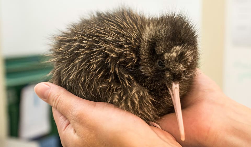 Apteryx - Kiwis: facts, distribution & population | BioDB