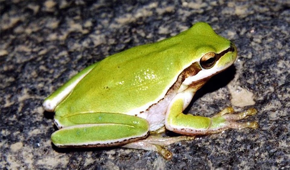 Hyla: facts, distribution & population | BioDB