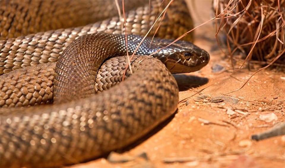 Inland taipan (fierce snake) facts, distribution & population | BioDB