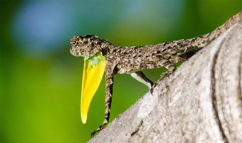 Draco -Flying lizards: facts, distribution & population | BioDB