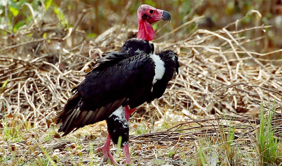 Accipitridae: facts, distribution & population | BioDB