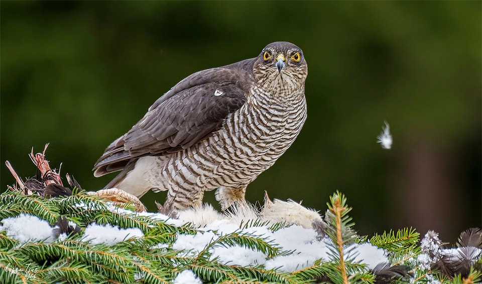 Accipitridae: facts, distribution & population | BioDB