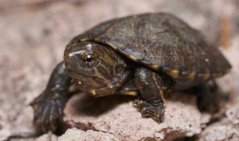 Testudines – Turtles & tortoises: facts, distribution & population | BioDB