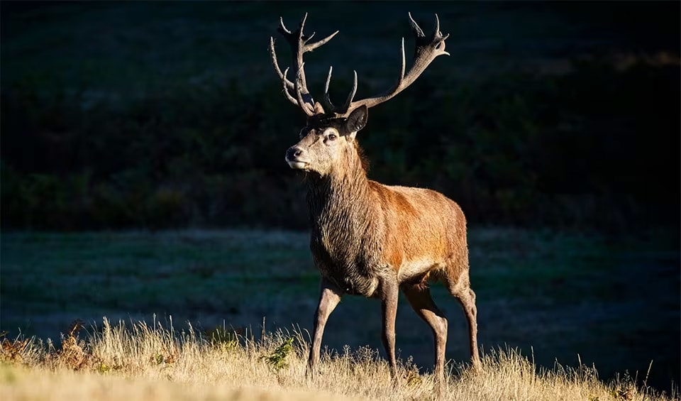 Red deer facts, distribution & population | BioDB