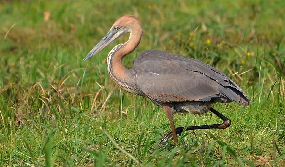 Goliath heron facts, distribution & population | BioDB