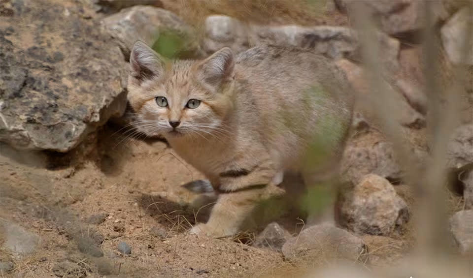 Sand cat facts, distribution & population | BioDB