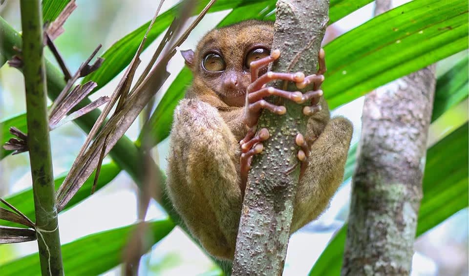 Philippine tarsier facts, distribution & population | BioDB