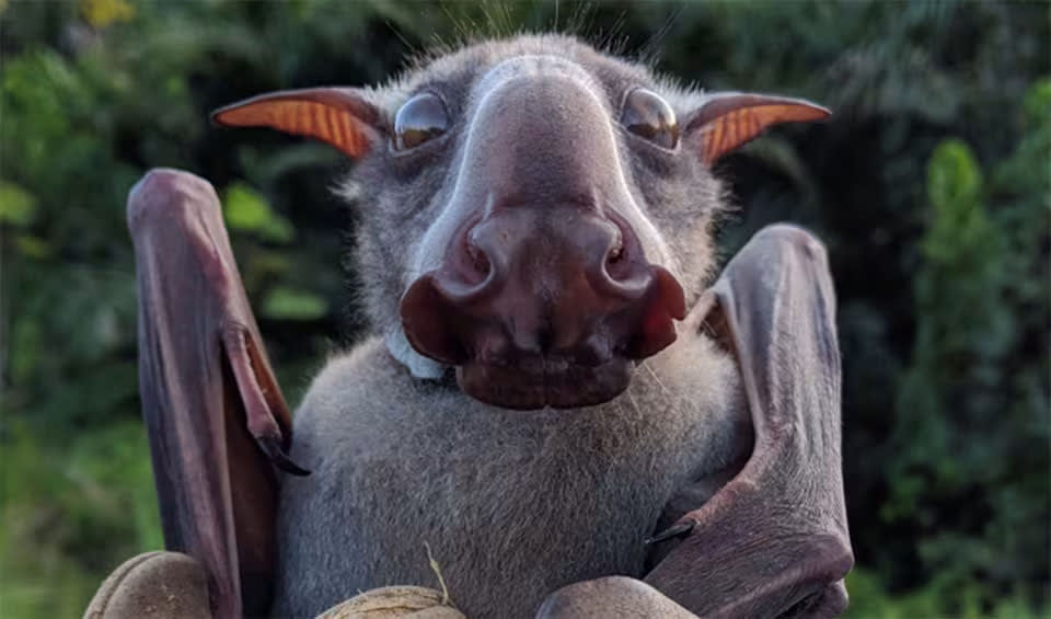 Hammer-headed bat facts, distribution & population | BioDB